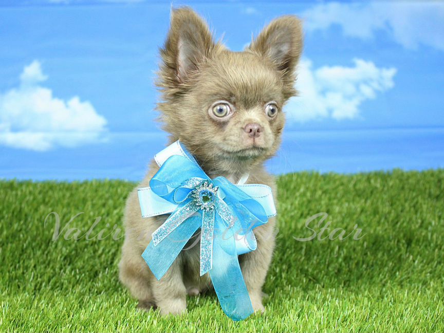 Лиловый пупсик чихуахуа