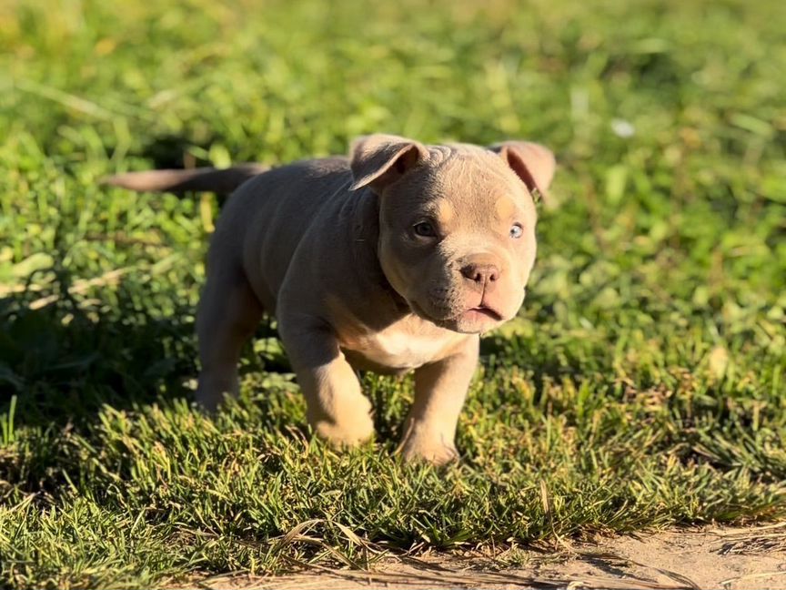 Амбулли покет мальчик