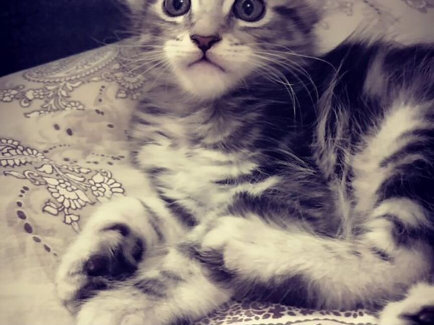 Котята мейн-кун