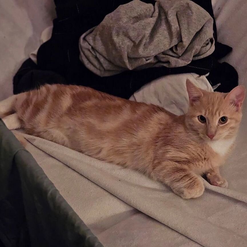 Взрослый кот в добрые руки