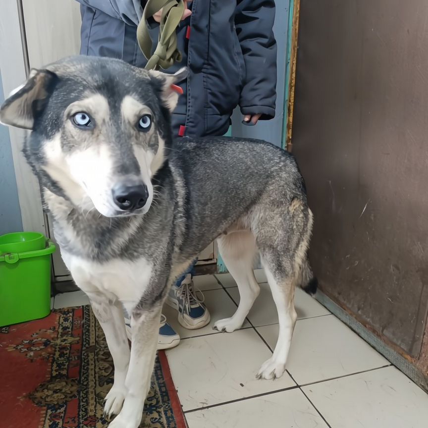 Сибирский хаски, взрослая собака