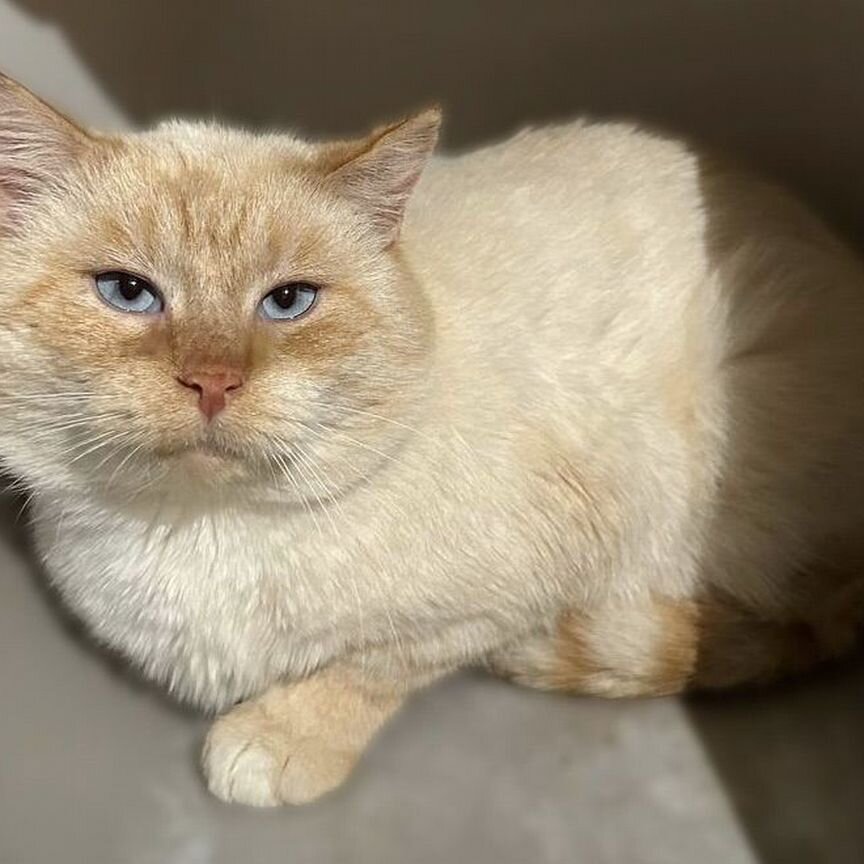 Тайский кот ред пойнт (3 года)