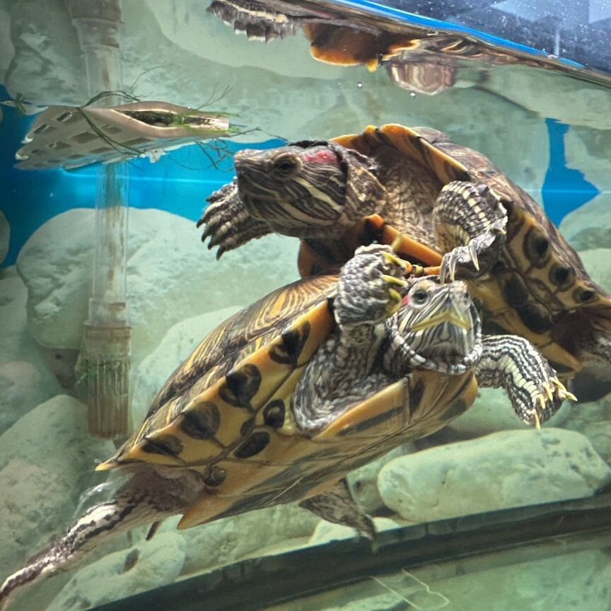 Красноухие черепашки