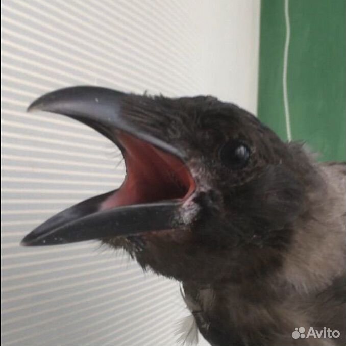 Ворона, птенец вороны, вороненок