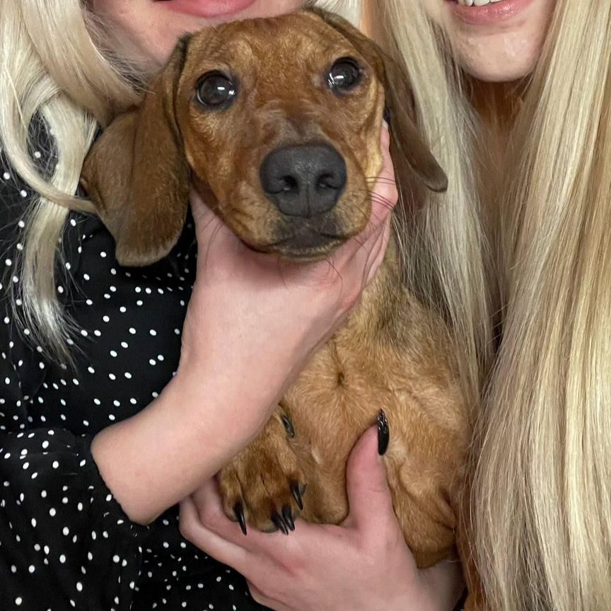 Пропаласобака такса