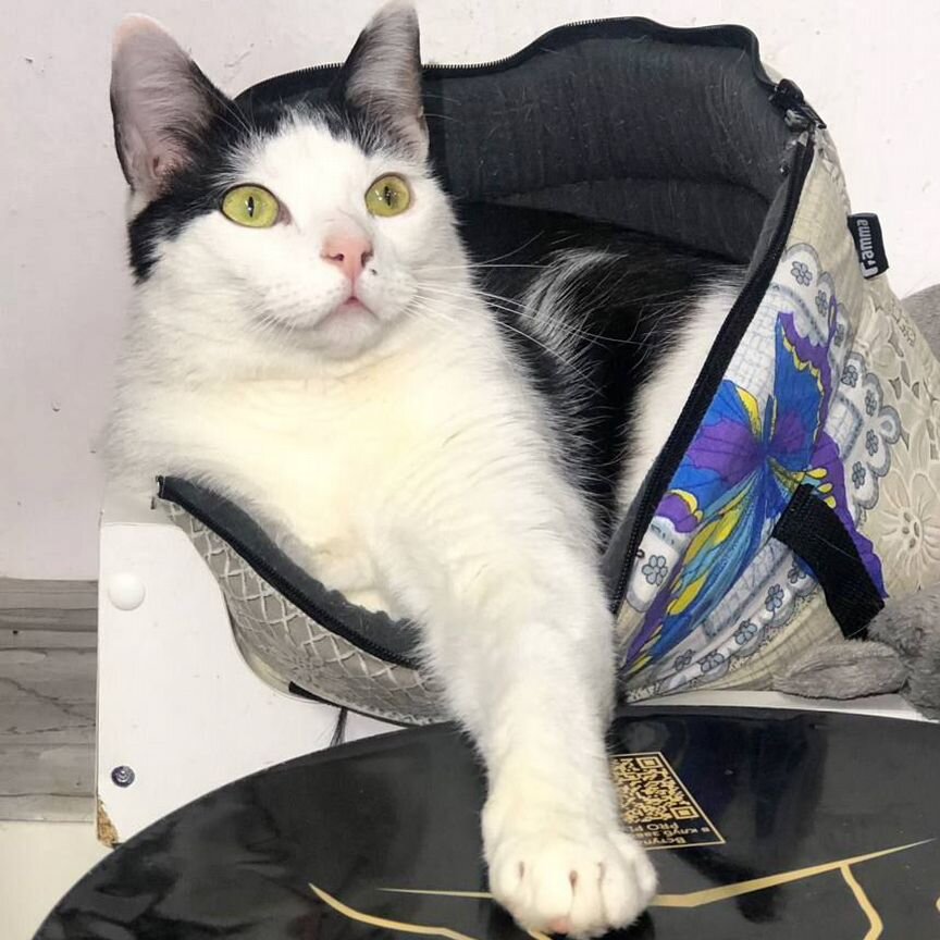 Взрослый кот в добрые руки