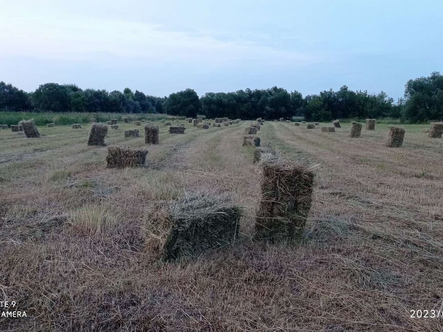 Сено луговое, в брикетах, разнотравье, эспарцет