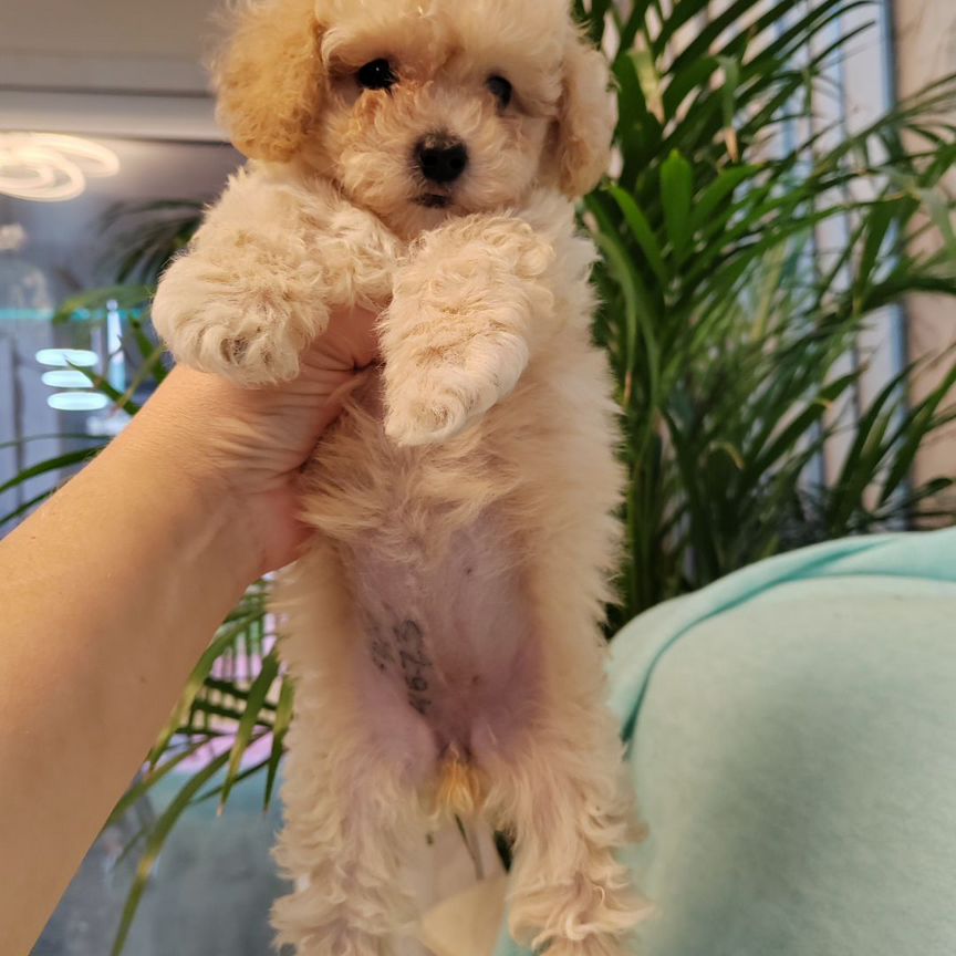 Мальтипу f1 mini