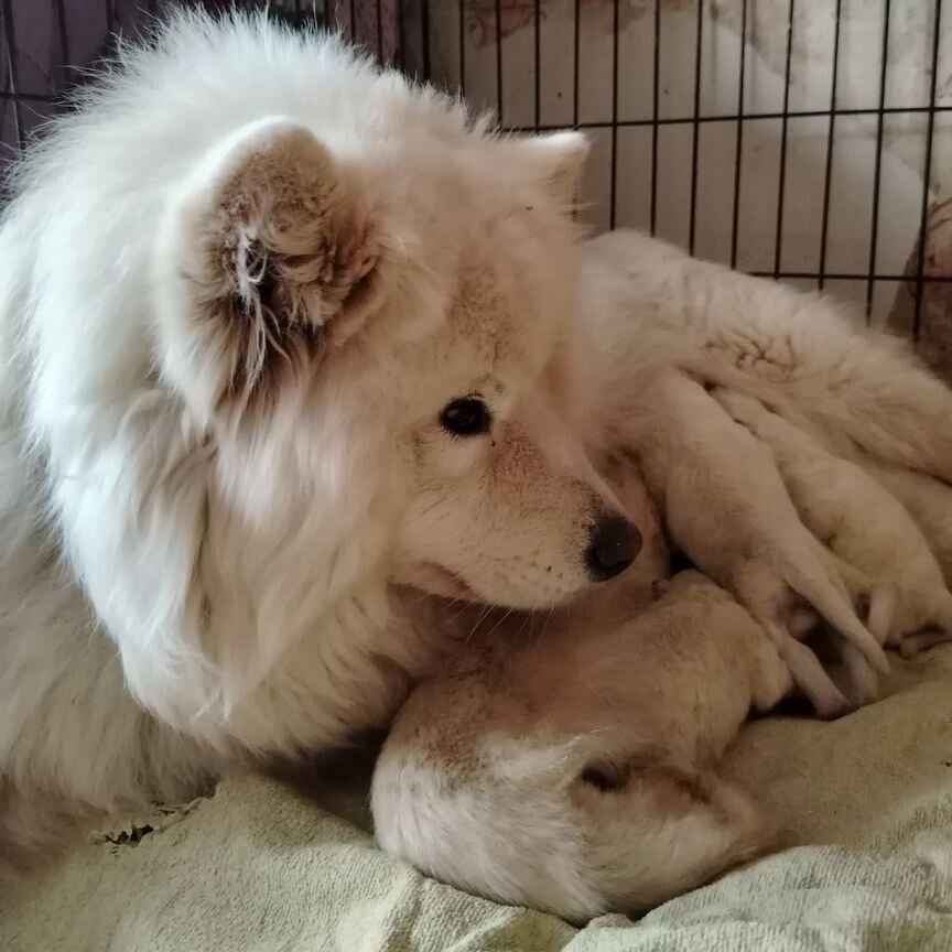 Самоедская собака, щенок