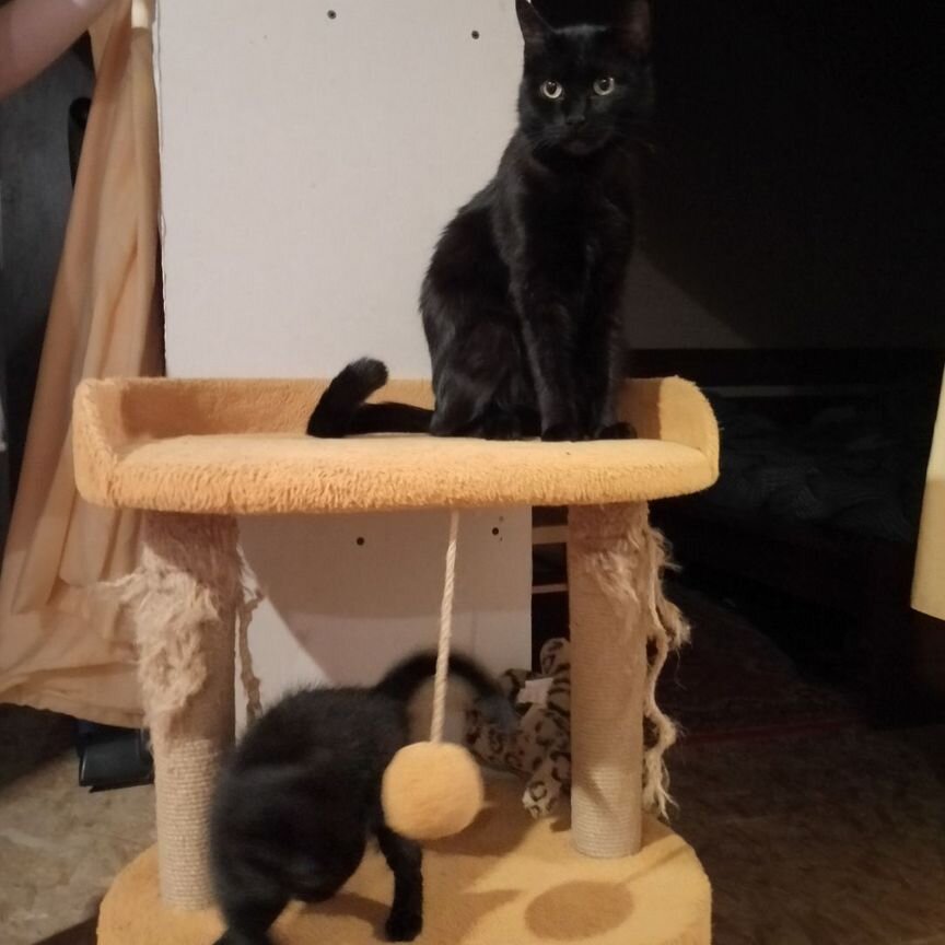 Кошечка
