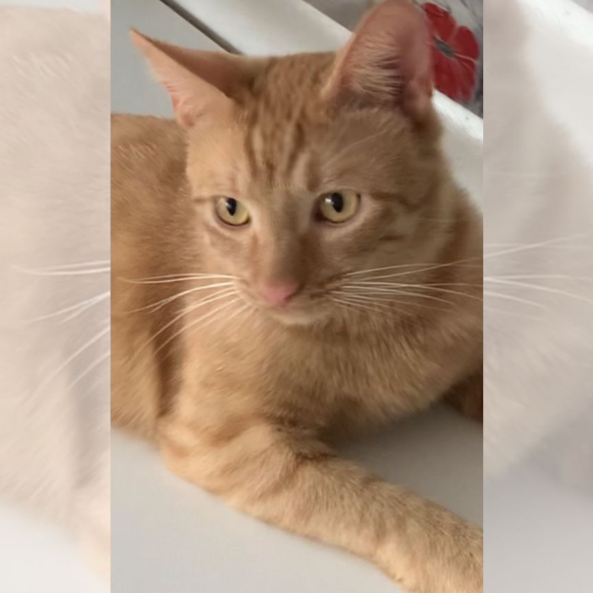 Рыжий котик Симба ищет дом