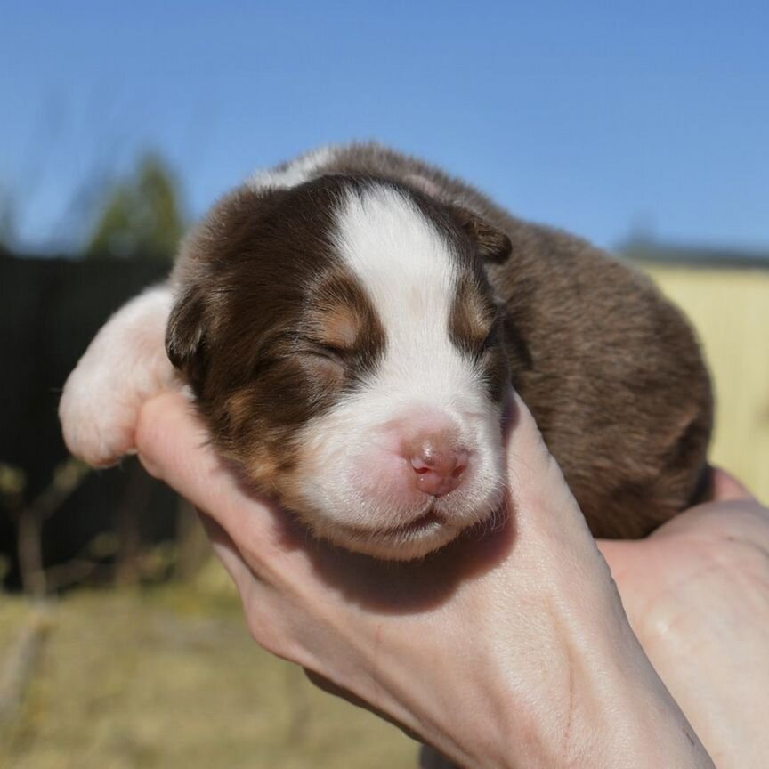 Австралийская овчарка, щенок