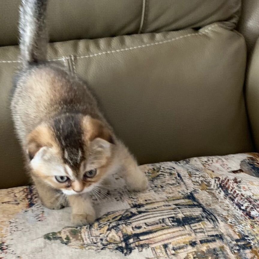 Шотландский вислоухий короткошёрстный котёнок