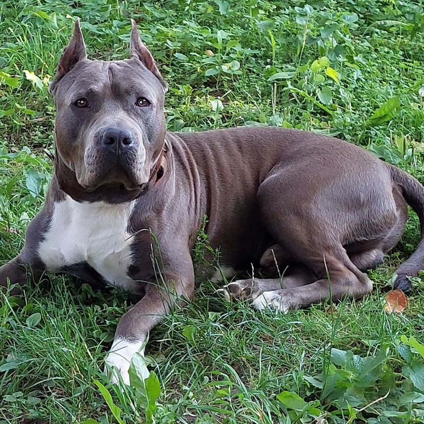 Кобель. аст