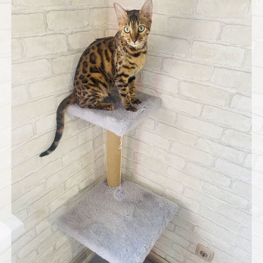 Вязка девочка ищет мужа