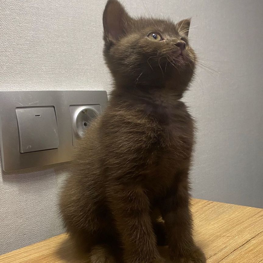 Шотландский котенок