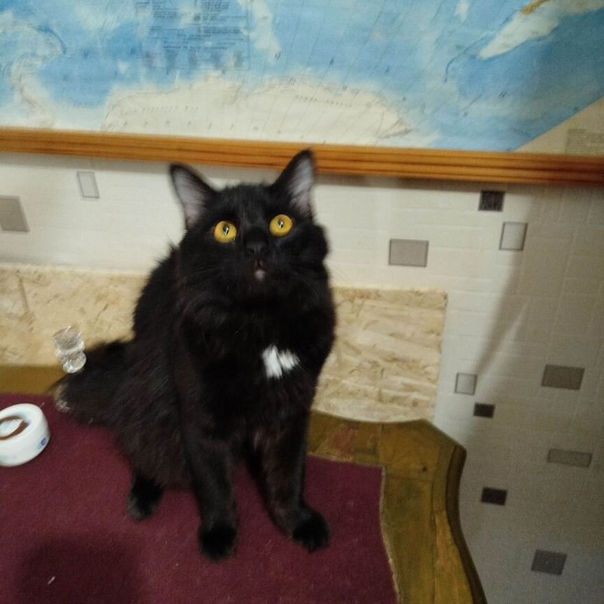 Котик в добрые руки