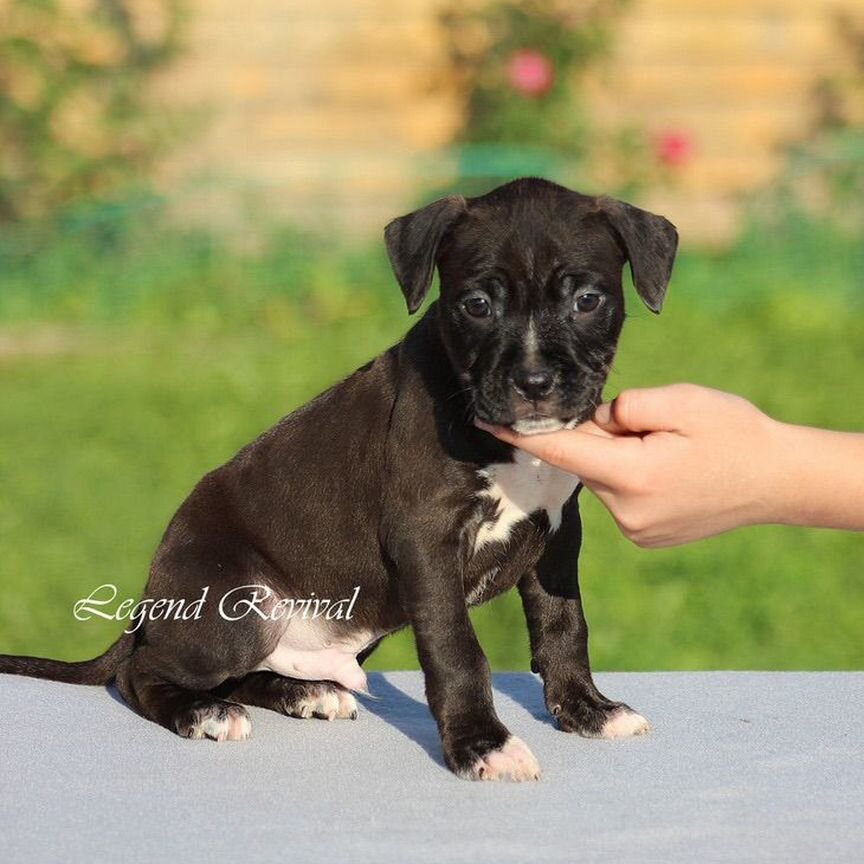 Мальчик аст