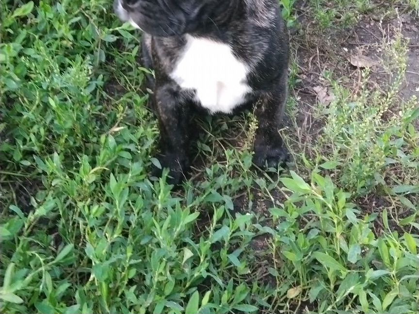 Французский бульдог