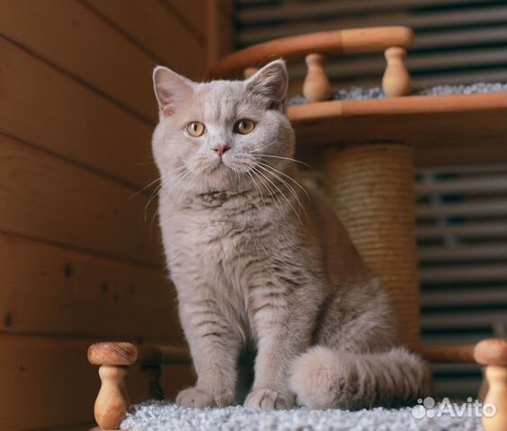 Британский мальчик окраса фавн