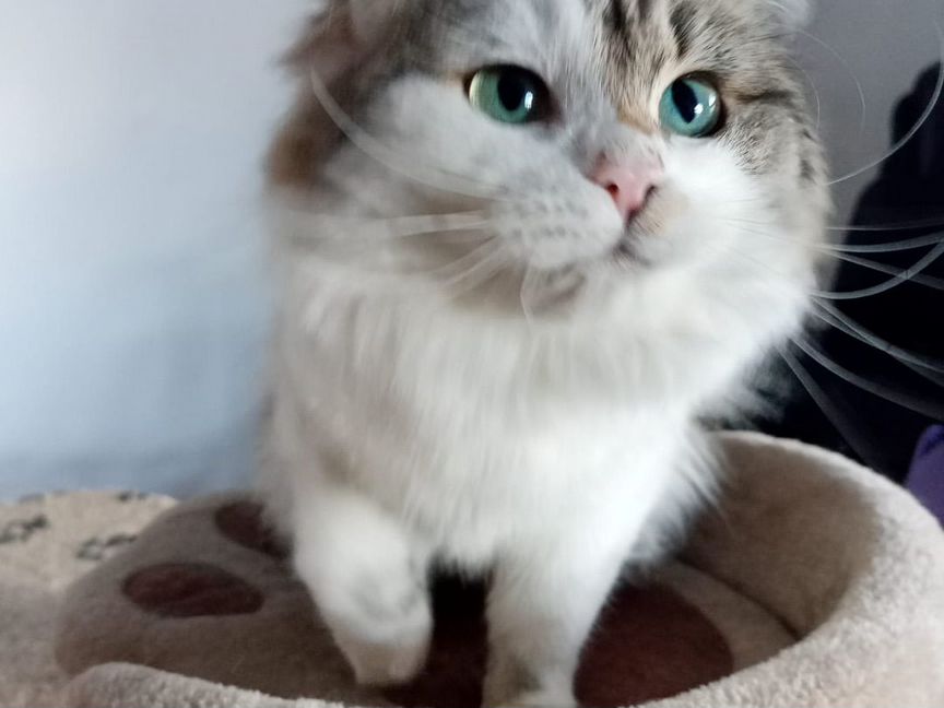 Красивая кошечка в добрые руки