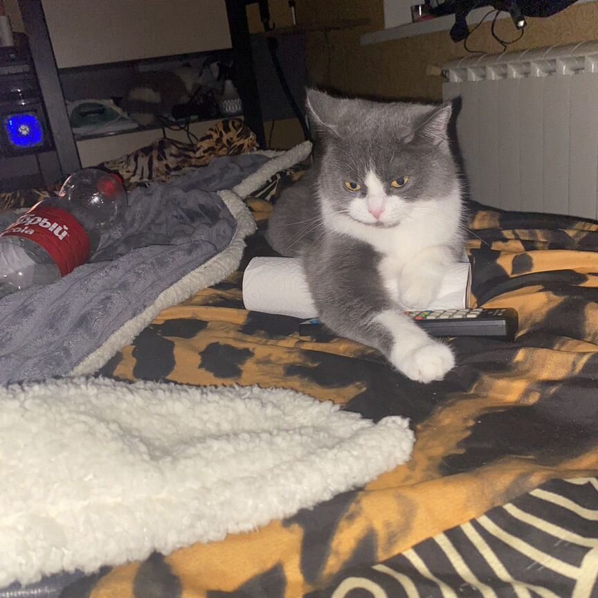 Отдам в добрые руки