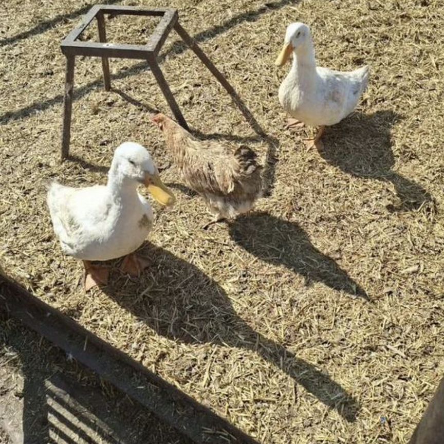 Утки семья