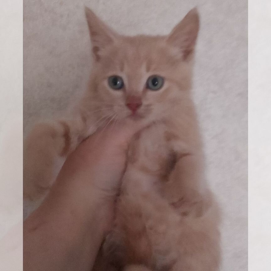 Котёнок в добрые руки