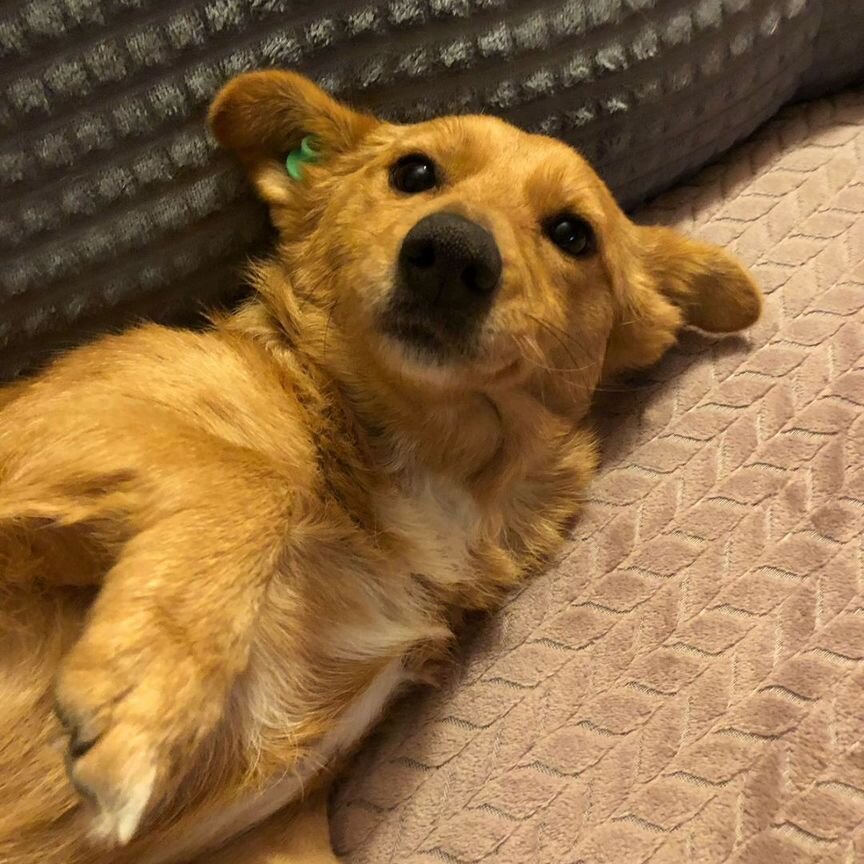 Маленькая собачка для души