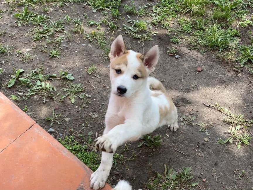 Продаются щенки лайки