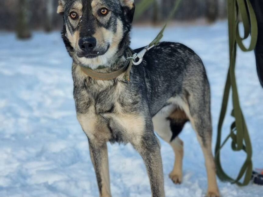 Собака в добрые руки