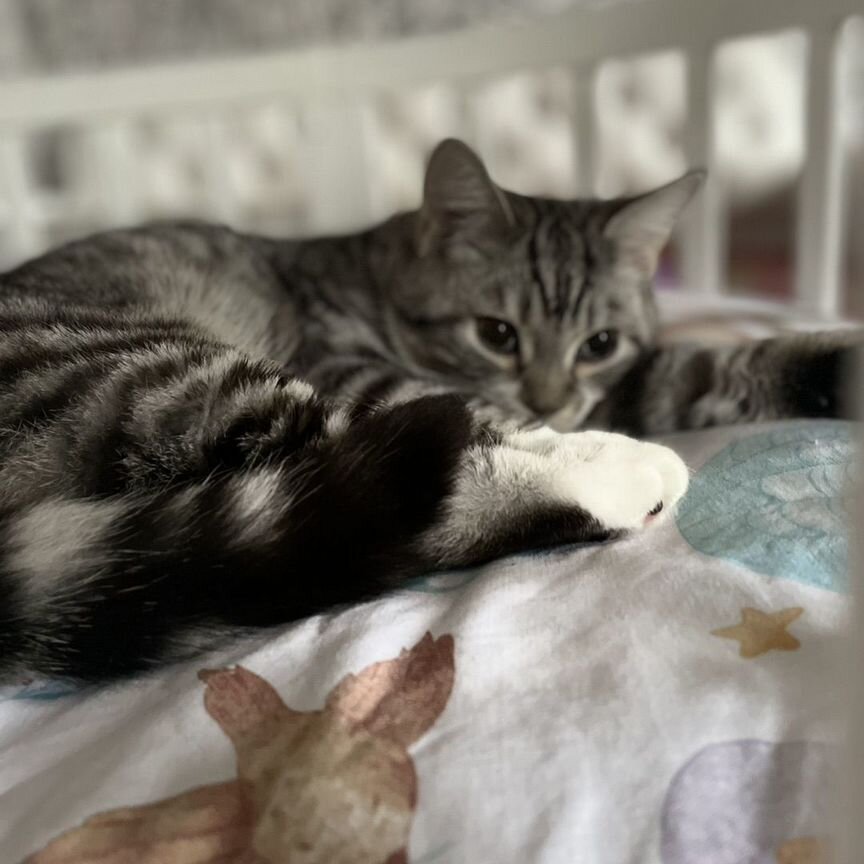 Шотландский кот
