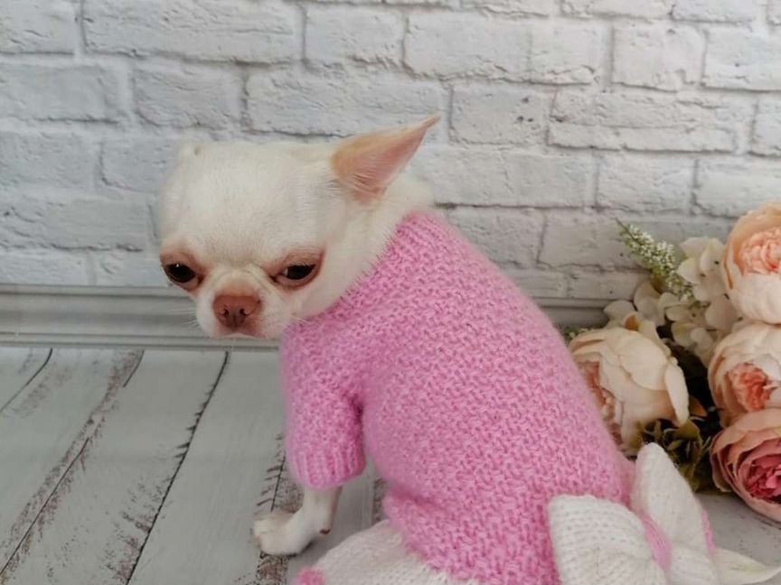 Красивая одежда для собачек