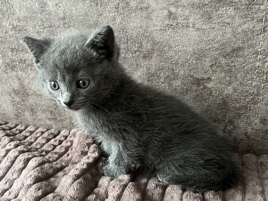 Котенок-мальчик