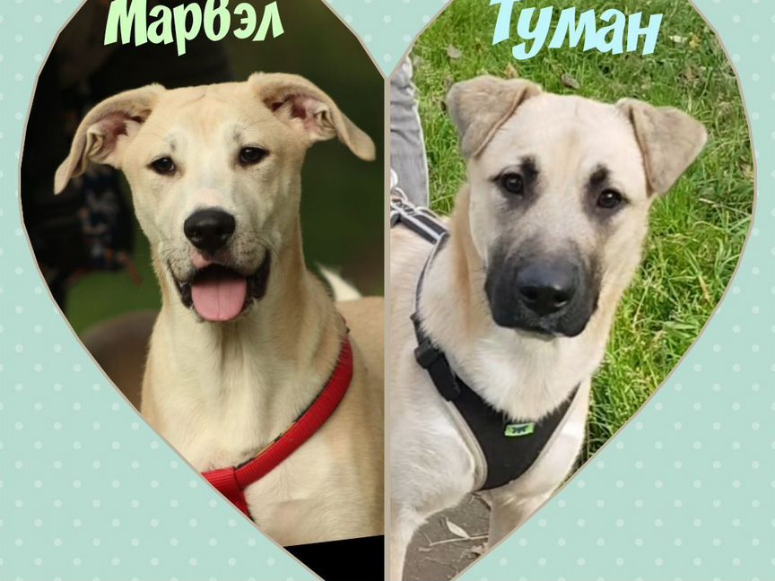 Собака в добрые руки (щенок из приюта)