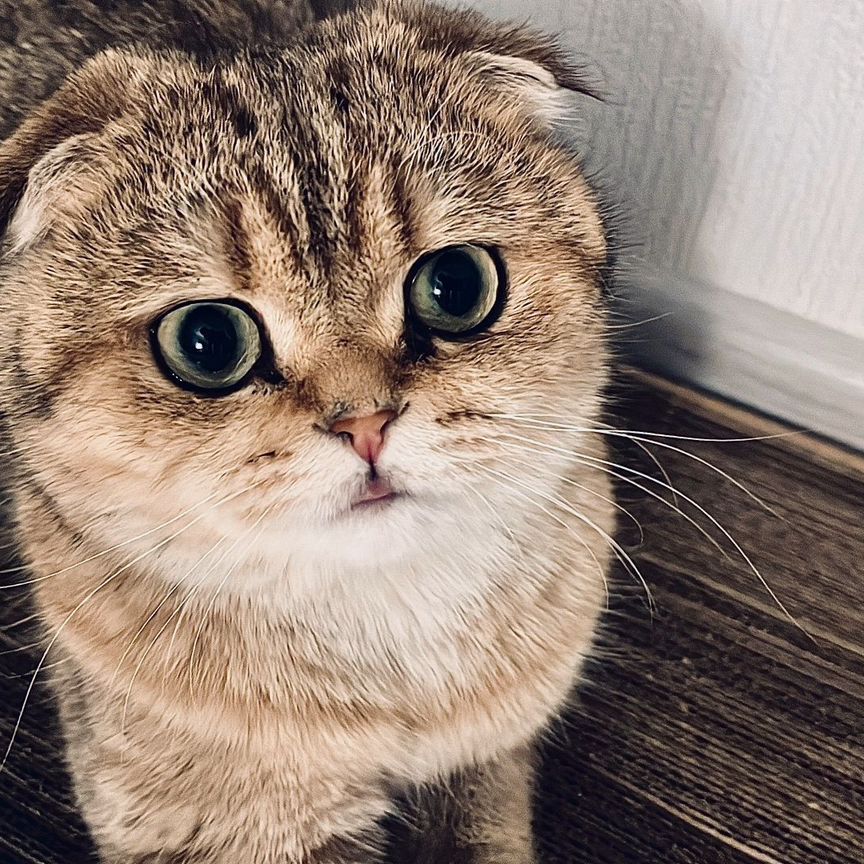 Шотландская вислоухая