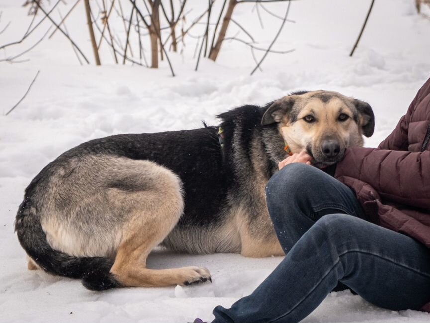 Собака в дар из приюта