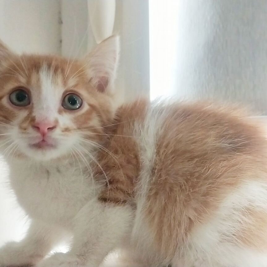 Рыжий малыш 3 месяца ищет маму