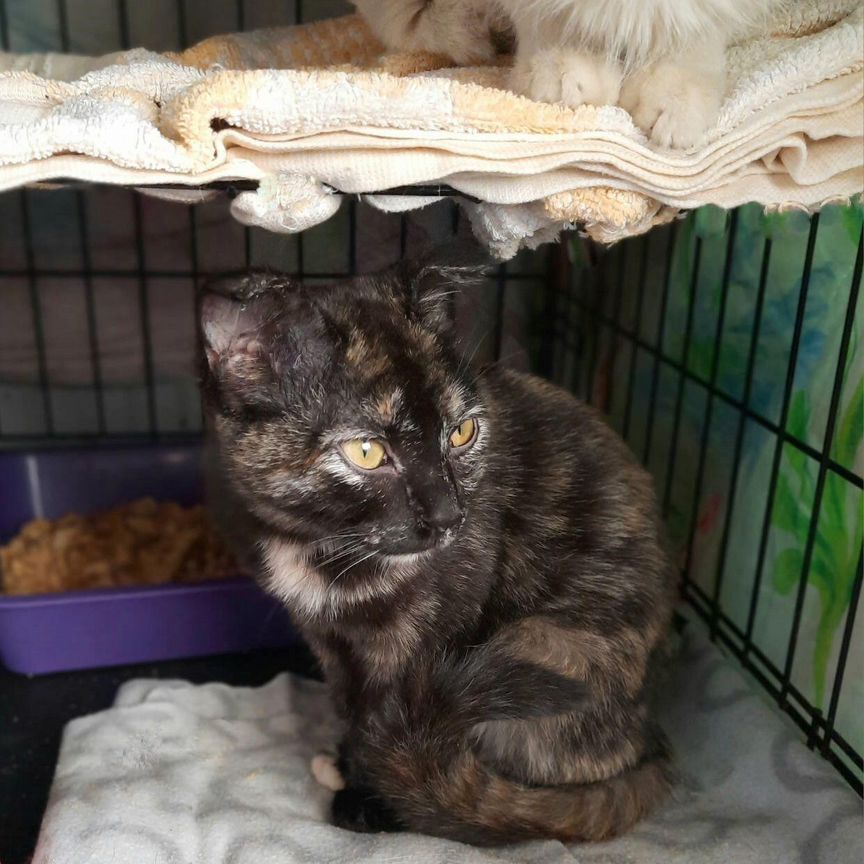 Котенок в Добрые руки (дев., 4мес.)