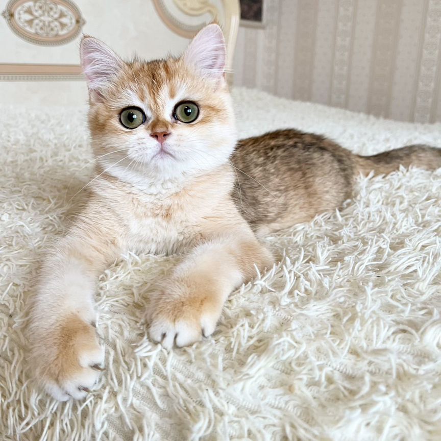 Deni в окрасе золотая шиншилла