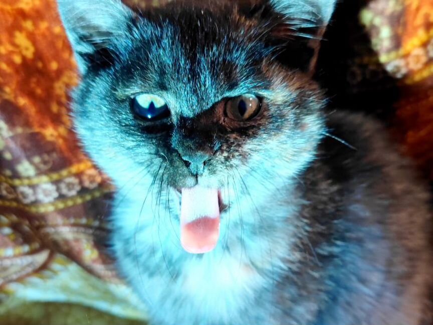 Котенок Котёночек котенка