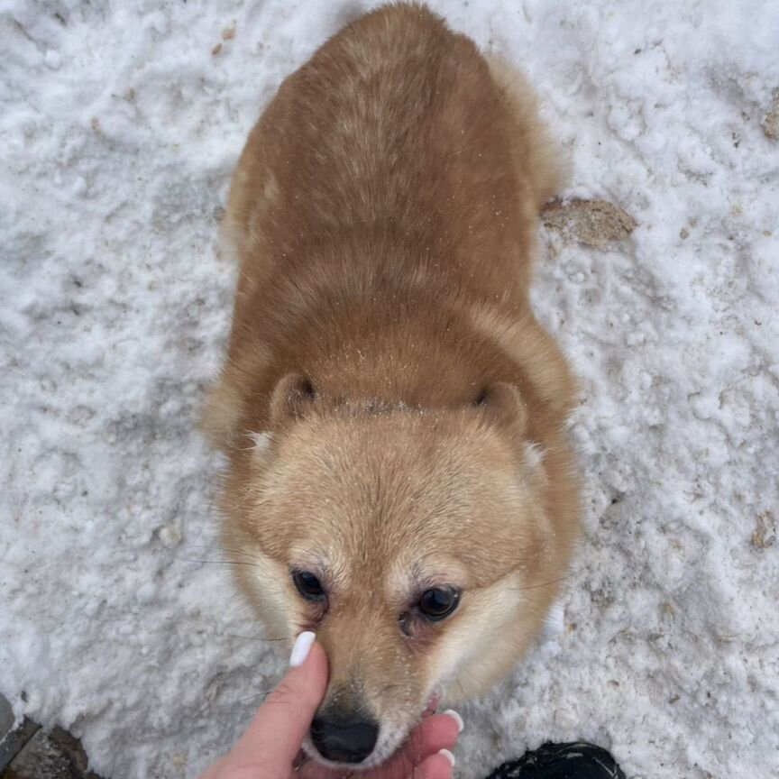 Вельш Корги Пемброк, взрослая собака
