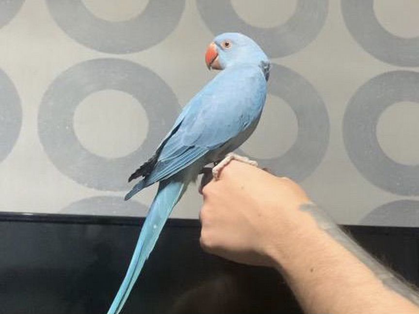 Ожереловый попугай