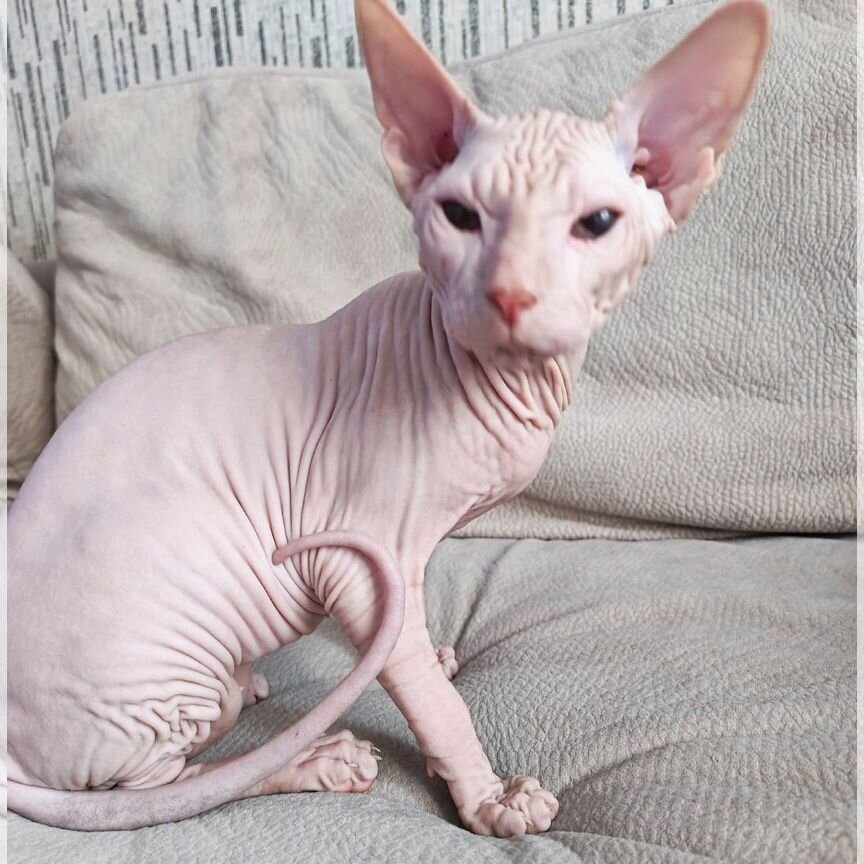 Донской сфинкс котёнок