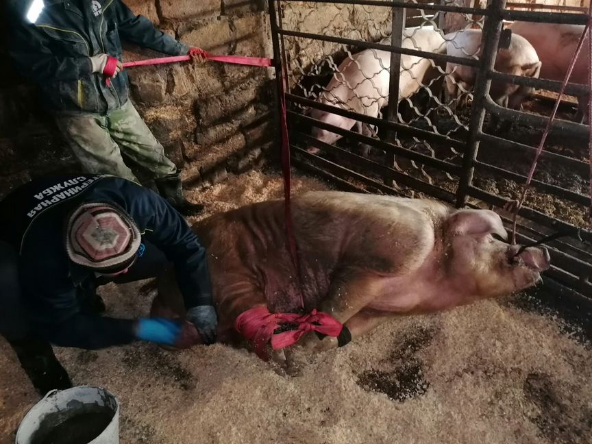 Товары для домашних животных.Кастрация сельхоз ж-х