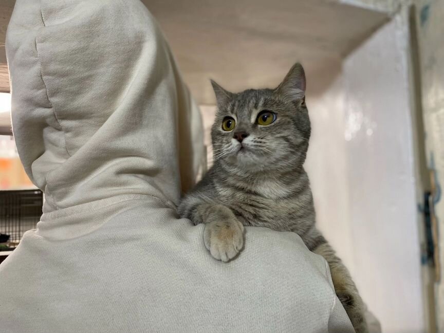 Кошка умница-красавица ищет дом