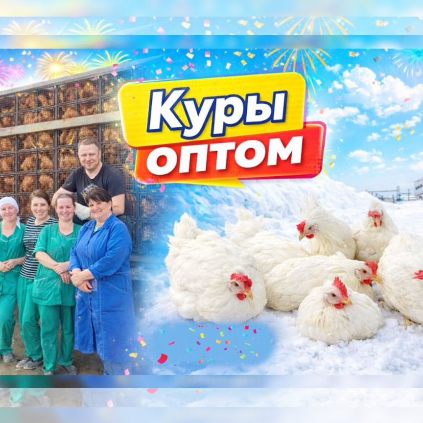 Куры-несушки оптом от птицефермы