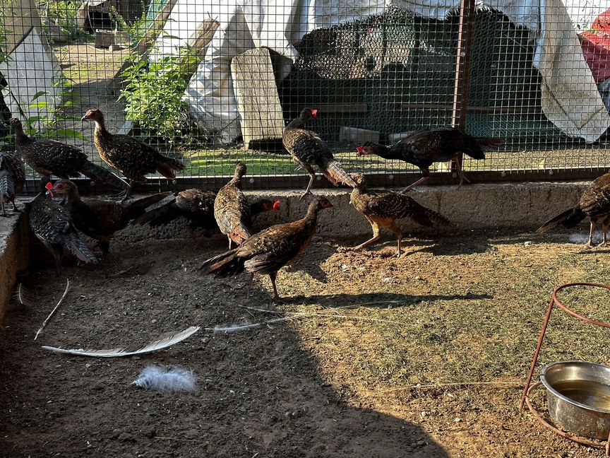 Фазан свайно