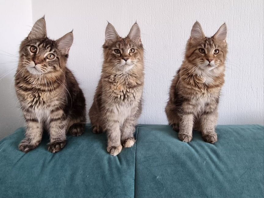 Замечательные котята Летние цены