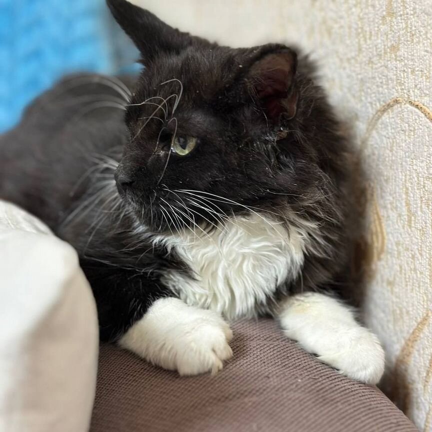 Мейн-кун кошечка